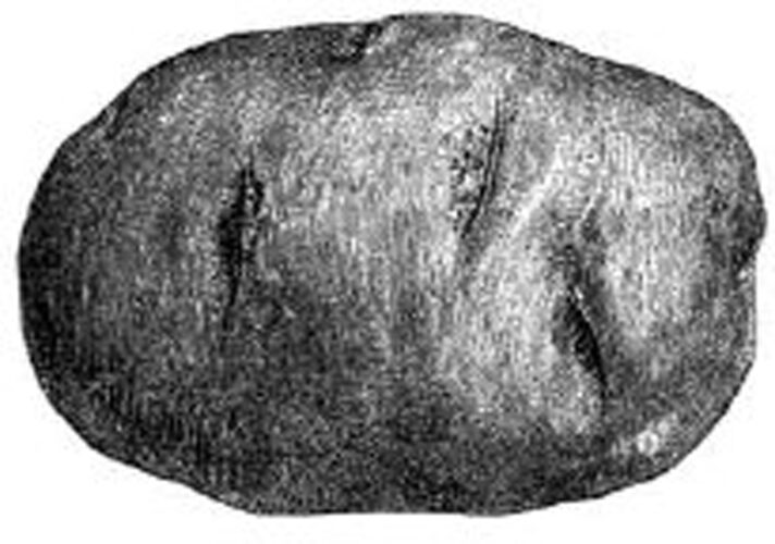 Heirloom Potato Varieties List – Mother Earth News